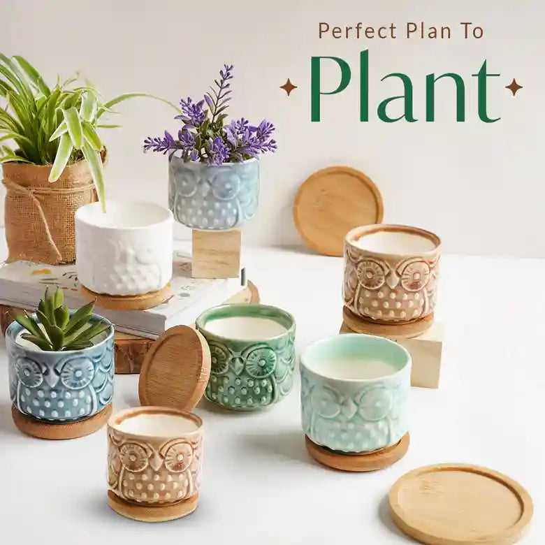Choosing the Right Ceramic Planters: A Guide to Styles and Maintenance ...