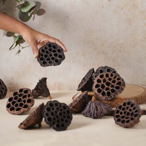 Decorative Cones Online - Premium Decorative Dried Flowers | Nestasia