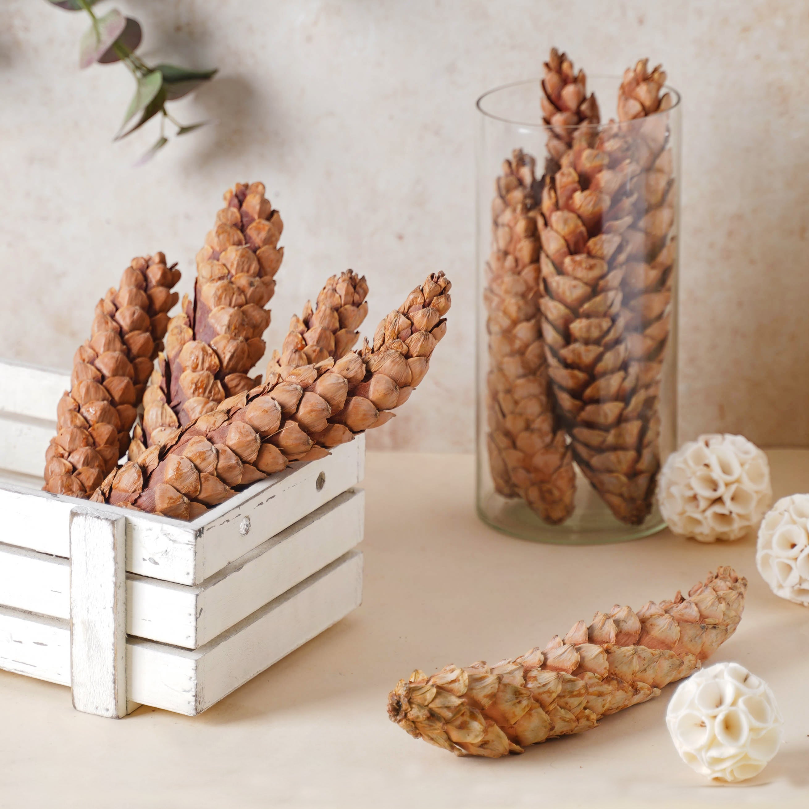 Pine Filler Online - Premium Decorative Dried Flowers | Nestasia