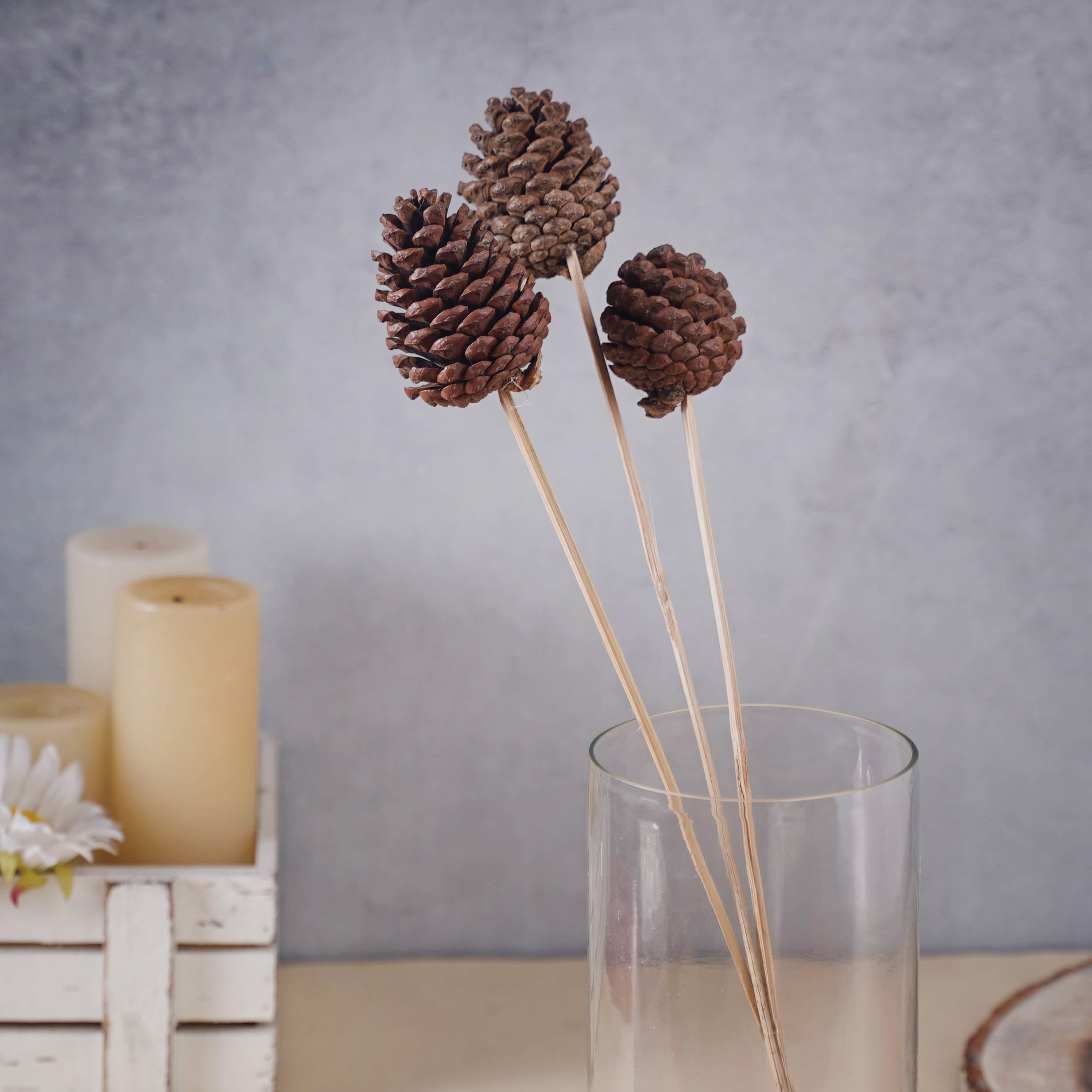 Decorative Pine Cones Online - Premium Decorative Dried Flowers | Nestasia