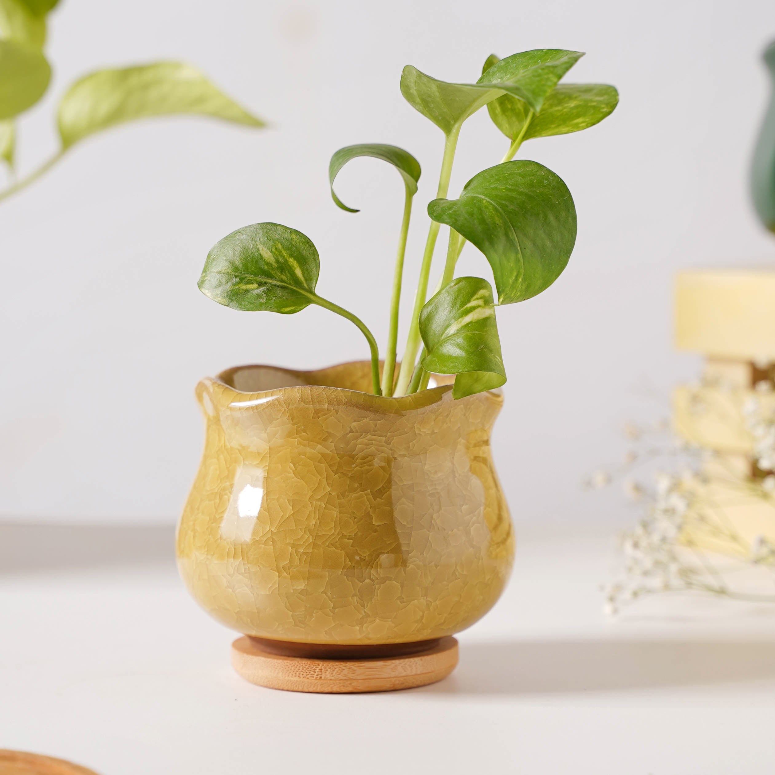 Botanica Ochre Ceramic Planter With Coaster Online - Premium Planter ...