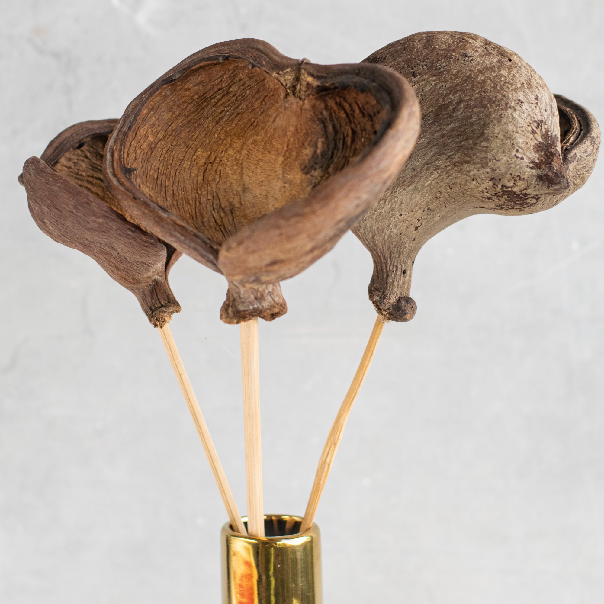 Vase Sticks Online - Premium Dried Flower Stick | Nestasia
