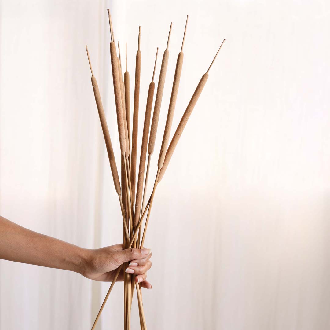 Cattail Stem For Decor Online - Premium Dried Flower Stick | Nestasia